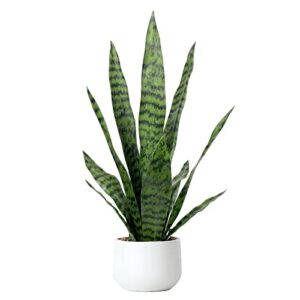 bird fiy artificial snake plant 22" faux agave fake sansevieria artificial potted plants for indoor and outdoor home office décor (white pot)