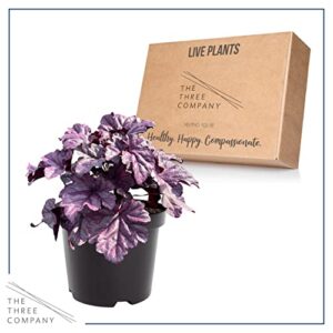 Live Heuchera (Coral Bells) - Shades of Purple - Beautiful Shade Perennial - Healthy Spring Plant - 12" Tall by 6" Wide in 2.5 Qt Pot