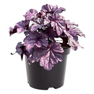 live heuchera (coral bells) - shades of purple - beautiful shade perennial - healthy spring plant - 12" tall by 6" wide in 2.5 qt pot