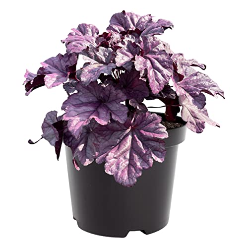 Live Heuchera (Coral Bells) - Shades of Purple - Beautiful Shade Perennial - Healthy Spring Plant - 12" Tall by 6" Wide in 2.5 Qt Pot