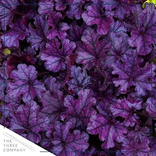 Live Heuchera (Coral Bells) - Shades of Purple - Beautiful Shade Perennial - Healthy Spring Plant - 12" Tall by 6" Wide in 2.5 Qt Pot