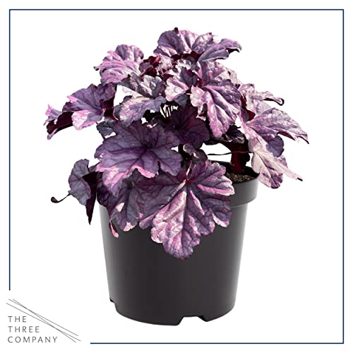 Live Heuchera (Coral Bells) - Shades of Purple - Beautiful Shade Perennial - Healthy Spring Plant - 12" Tall by 6" Wide in 2.5 Qt Pot