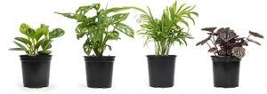 altman plants, classic houseplant collection (4pk) live plants indoor plants live houseplants in plant pots, easy house plants indoors live, snake plant, pothos in potting soil, clean air plants