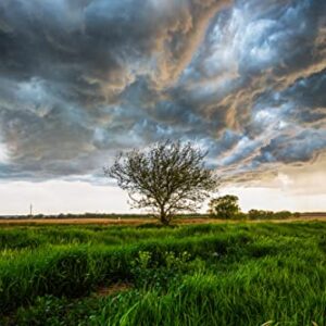 Great Plains Photography Print (Not Framed) Vertical Picture of Tree Under Stormy Sky on Spring Day in Kansas Prairie Wall Art Nature Decor (4" x 6")