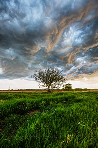 Great Plains Photography Print (Not Framed) Vertical Picture of Tree Under Stormy Sky on Spring Day in Kansas Prairie Wall Art Nature Decor (4" x 6")