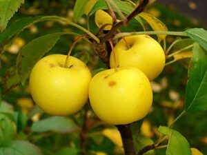 european crab apple, (french crabapple), malus sylvestris, tree 30 seeds