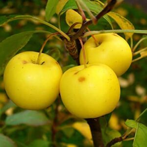 European Crab Apple, (French Crabapple), Malus Sylvestris, Tree 30 Seeds