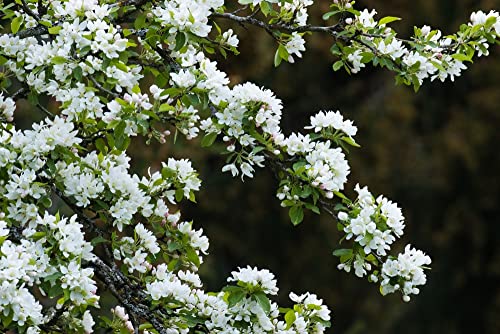 European Crab Apple, (French Crabapple), Malus Sylvestris, Tree 30 Seeds