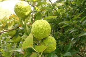 the rike 100 seeds osage orange trees seeds osage apple trees non-gmo maclura pomifera, horse apple, brain fruit hedge apple tree seeds