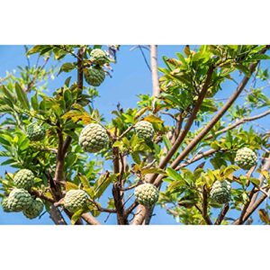 chuxay garden annona cherimola-cherimoya,custard apple,sugar apple tree 5 seeds survival gear food seeds vegetables fruit survival kit gardening gifts