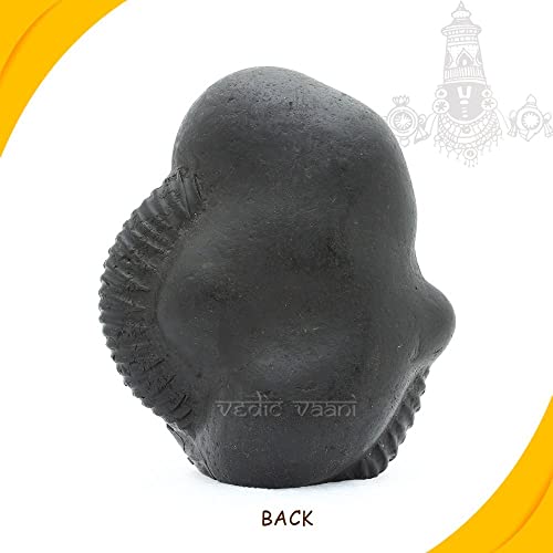 Vedic Vaani Tirupati Balaji in Natural Shaligram Stone from Gandaki River Nepal (1 Pcs)