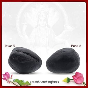 Vedic Vaani Lord Rishikesh Rajanikant Chandrama Netra Shaligram Shila for Peace and Prosperity (Pack of 4)