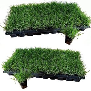 tahoma 31 | bermuda grass plugs - 100 large plugs, fast growing, low maintenance, green