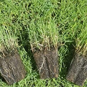 Tahoma 31 | Bermuda Grass Plugs - 100 Large Plugs, Fast Growing, Low Maintenance, Green