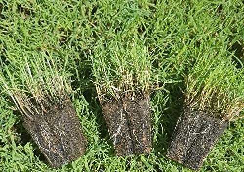 Tahoma 31 | Bermuda Grass Plugs - 100 Large Plugs, Fast Growing, Low Maintenance, Green