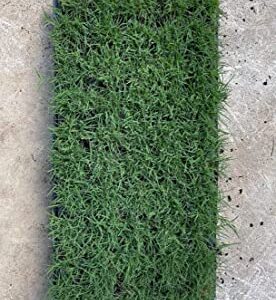 Tahoma 31 | Bermuda Grass Plugs - 100 Large Plugs, Fast Growing, Low Maintenance, Green