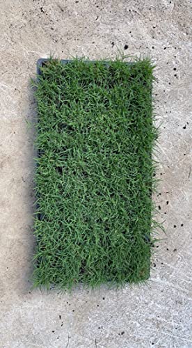 Tahoma 31 | Bermuda Grass Plugs - 100 Large Plugs, Fast Growing, Low Maintenance, Green