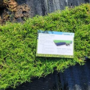 Tahoma 31 | Bermuda Grass Plugs - 100 Large Plugs, Fast Growing, Low Maintenance, Green