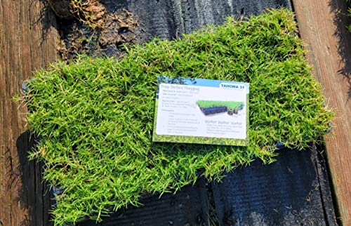 Tahoma 31 | Bermuda Grass Plugs - 100 Large Plugs, Fast Growing, Low Maintenance, Green