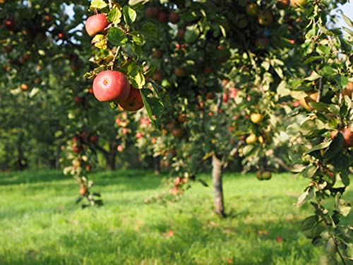 300Pcs|Apple Tree Seeds for Planting|Healthy，Sweet，Delicious（NOTSWOH）