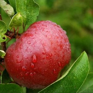 300Pcs|Apple Tree Seeds for Planting|Healthy，Sweet，Delicious（NOTSWOH）