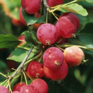 sargent crabapple tree live plant 10-16" tall dormant - crab apple fruit - no ship to ca, hi