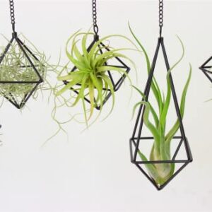 SZRUIZFZ Black Metal Air Plant Hanger, Tillandsia Air Plants Holders Unique, Modern Air Fern Display Stand with Chains for Home Wall Decor,Octahedron Himmeli Geometric Decor, Home Decor Gifts (6Pcs)