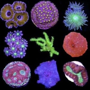 6 assorted beginner coral frag pack - live saltwater aquarium