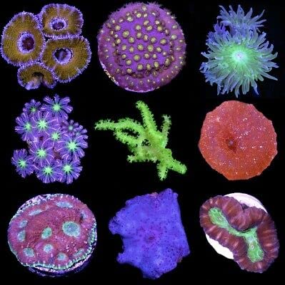 6 Assorted Beginner Coral Frag Pack - Live Saltwater Aquarium