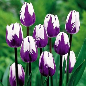 purple and white tulip bulbs for planting - easy to grow - made in usa, ships from iowa (10 bulbs)