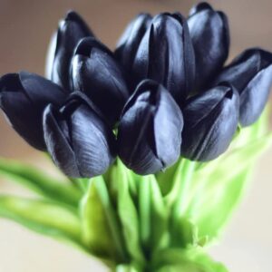 Black "Queen of The Night" Tulip Bulbs - Fresh Bulbs for Planting - Ship from Iowa, USA (10 Bulbs)