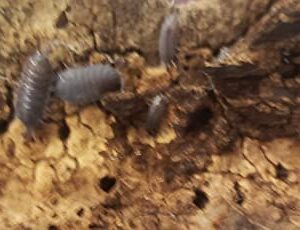 23.99 (15+) Powder Blue Isopods Porcellionides Pruinosus, Clean Up Crew