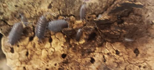 23.99 (15+) Powder Blue Isopods Porcellionides Pruinosus, Clean Up Crew