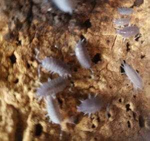 23.99 (15+) powder blue isopods porcellionides pruinosus, clean up crew