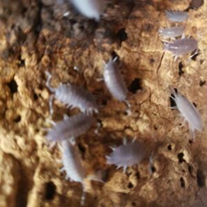 23.99 (15+) Powder Blue Isopods Porcellionides Pruinosus, Clean Up Crew