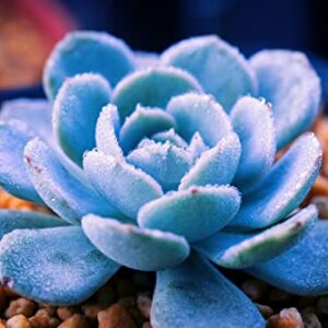 800pcs Mix Rare Succulent Seeds for Planting, DIY Bonsai Ornamental Plant, Non-GMO Open Pollinated Seeds