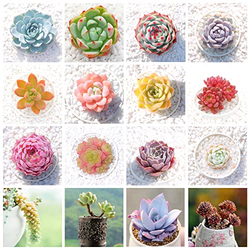 800pcs Mix Rare Succulent Seeds for Planting, DIY Bonsai Ornamental Plant, Non-GMO Open Pollinated Seeds