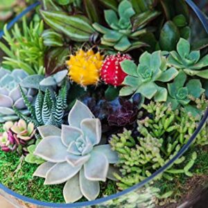 800pcs Mix Rare Succulent Seeds for Planting, DIY Bonsai Ornamental Plant, Non-GMO Open Pollinated Seeds