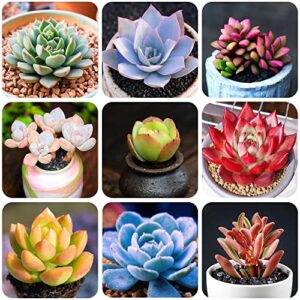 800pcs Mix Rare Succulent Seeds for Planting, DIY Bonsai Ornamental Plant, Non-GMO Open Pollinated Seeds