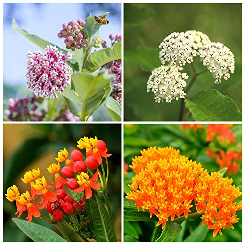 800+ Butterfly Milkweed Seeds for Planting, Swamp Milkweed(Asclepias curassavica) 4 Pack of 200 Seeds Each Heirloom, Non-GMO