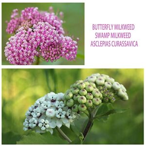 800+ Butterfly Milkweed Seeds for Planting, Swamp Milkweed(Asclepias curassavica) 4 Pack of 200 Seeds Each Heirloom, Non-GMO