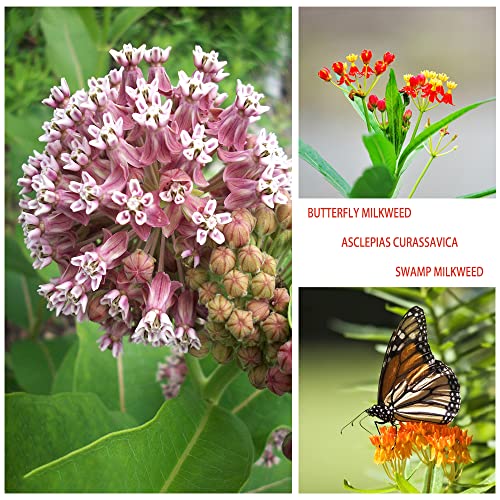 800+ Butterfly Milkweed Seeds for Planting, Swamp Milkweed(Asclepias curassavica) 4 Pack of 200 Seeds Each Heirloom, Non-GMO