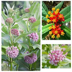 800+ Butterfly Milkweed Seeds for Planting, Swamp Milkweed(Asclepias curassavica) 4 Pack of 200 Seeds Each Heirloom, Non-GMO