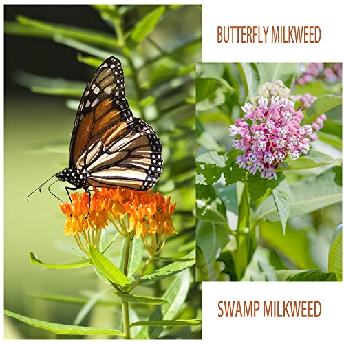 800+ Butterfly Milkweed Seeds for Planting, Swamp Milkweed(Asclepias curassavica) 4 Pack of 200 Seeds Each Heirloom, Non-GMO