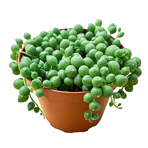 String of Pearls (4-inch), Succulents Plants Live, Succulent Plants Fully Rooted in Pots with Soil, Easy-Care House Plant for DIY, Home Office Decor, Wedding Party Favor Gift