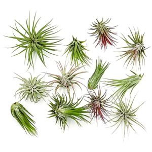 ragnaroc air plants - tillandsia ionantha pack, regular 1-3" - 12ct - live arrival guaranteed - house plants for home decor & gift