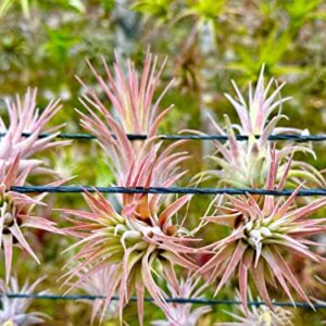 ragnaroc Air Plants - Tillandsia Ionantha Pack, Regular 1-3" - 12ct - Live Arrival Guaranteed - House Plants for Home Decor & Gift