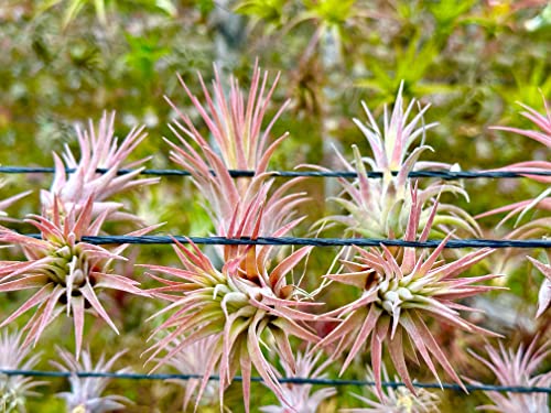 ragnaroc Air Plants - Tillandsia Ionantha Pack, Regular 1-3" - 12ct - Live Arrival Guaranteed - House Plants for Home Decor & Gift