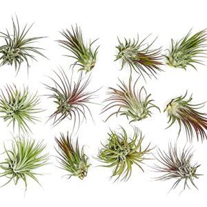 ragnaroc Air Plants - Tillandsia Ionantha Pack, Regular 1-3" - 12ct - Live Arrival Guaranteed - House Plants for Home Decor & Gift