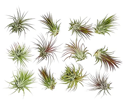 ragnaroc Air Plants - Tillandsia Ionantha Pack, Regular 1-3" - 12ct - Live Arrival Guaranteed - House Plants for Home Decor & Gift